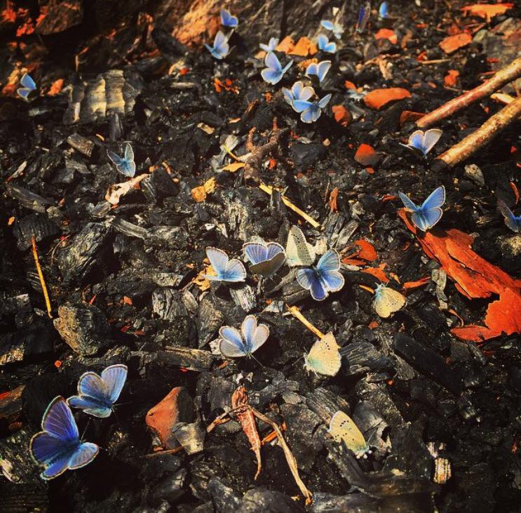 Beauty for Ashes - Mission Aviation Fellowship